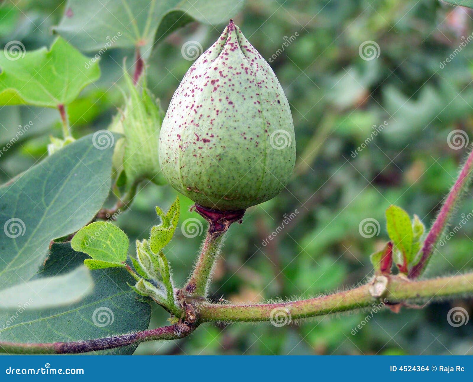 Cotton boll stock photo. Image of cooton, india, cool - 4524364