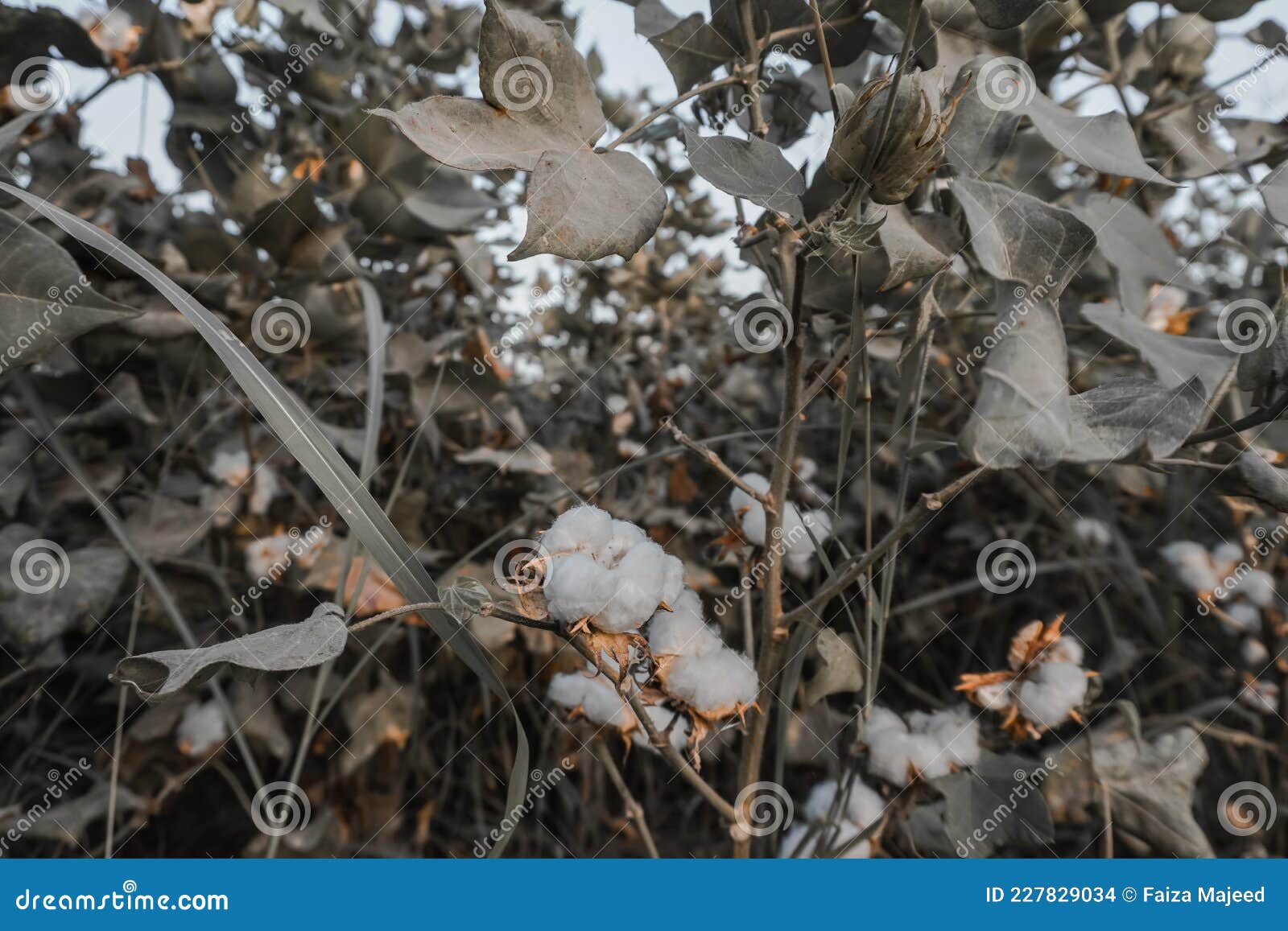 Cotton Boll on Branch Close Up Ready for Harvesting Stock Photo - Image ...