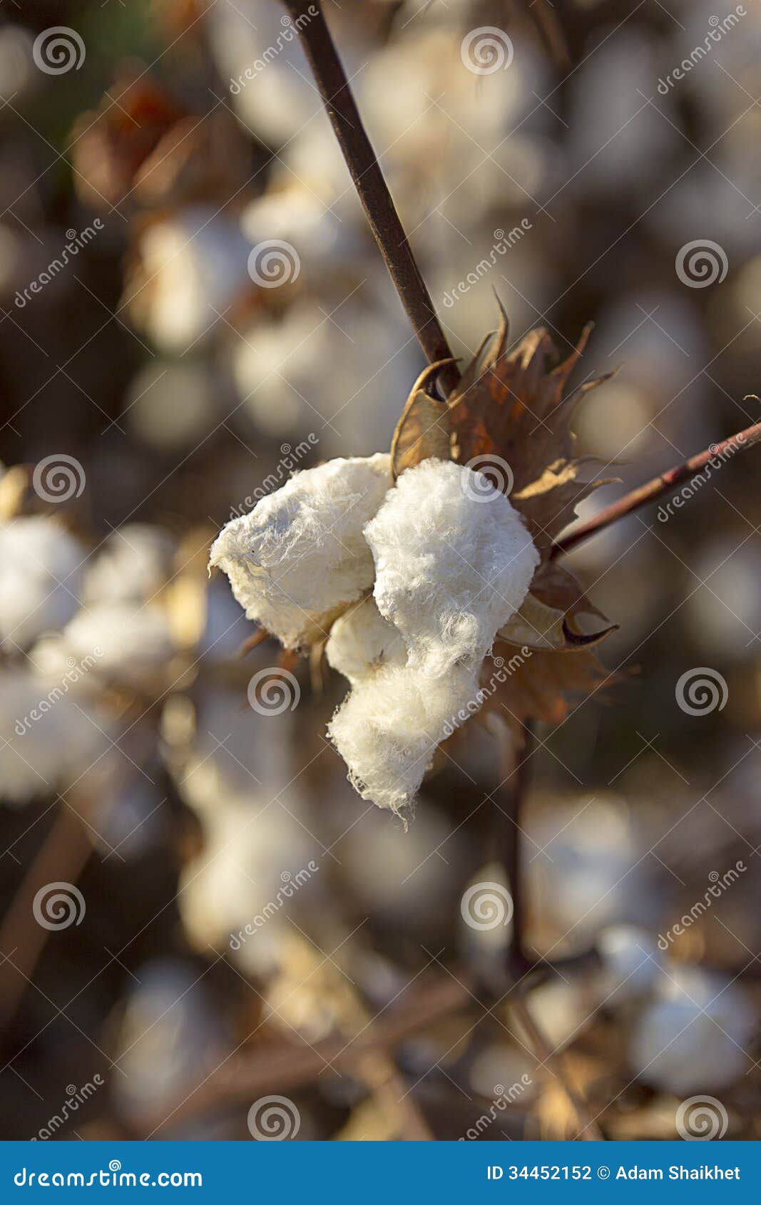 Cotton boll stock photo. Image of swab, field, mill, agriculture - 34452152
