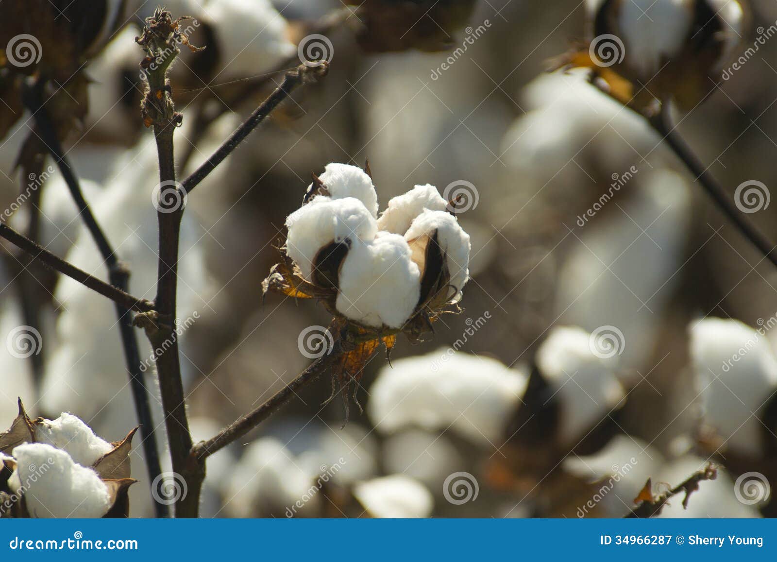 Cotton Boll stock image. Image of ripe, grow, bolls, fall - 34966287