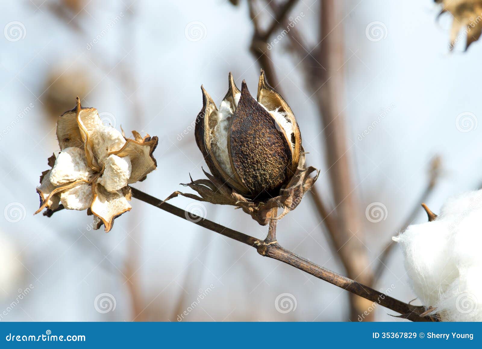 Cotton Boll stock image. Image of fall, fiber, crop, growth - 35367829