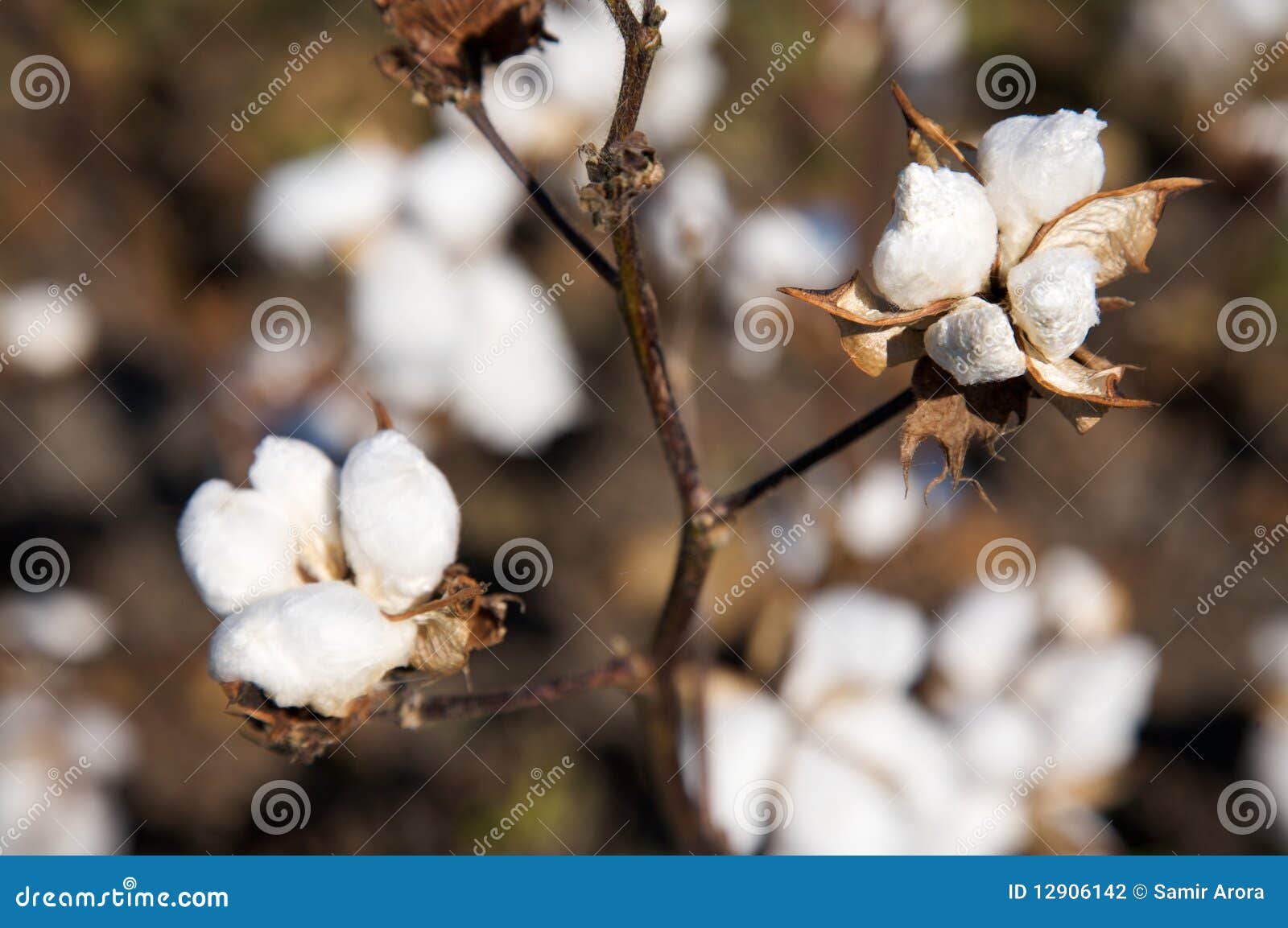 Cotton bolls stock photo. Image of boll, fibers, agriculture - 12906142