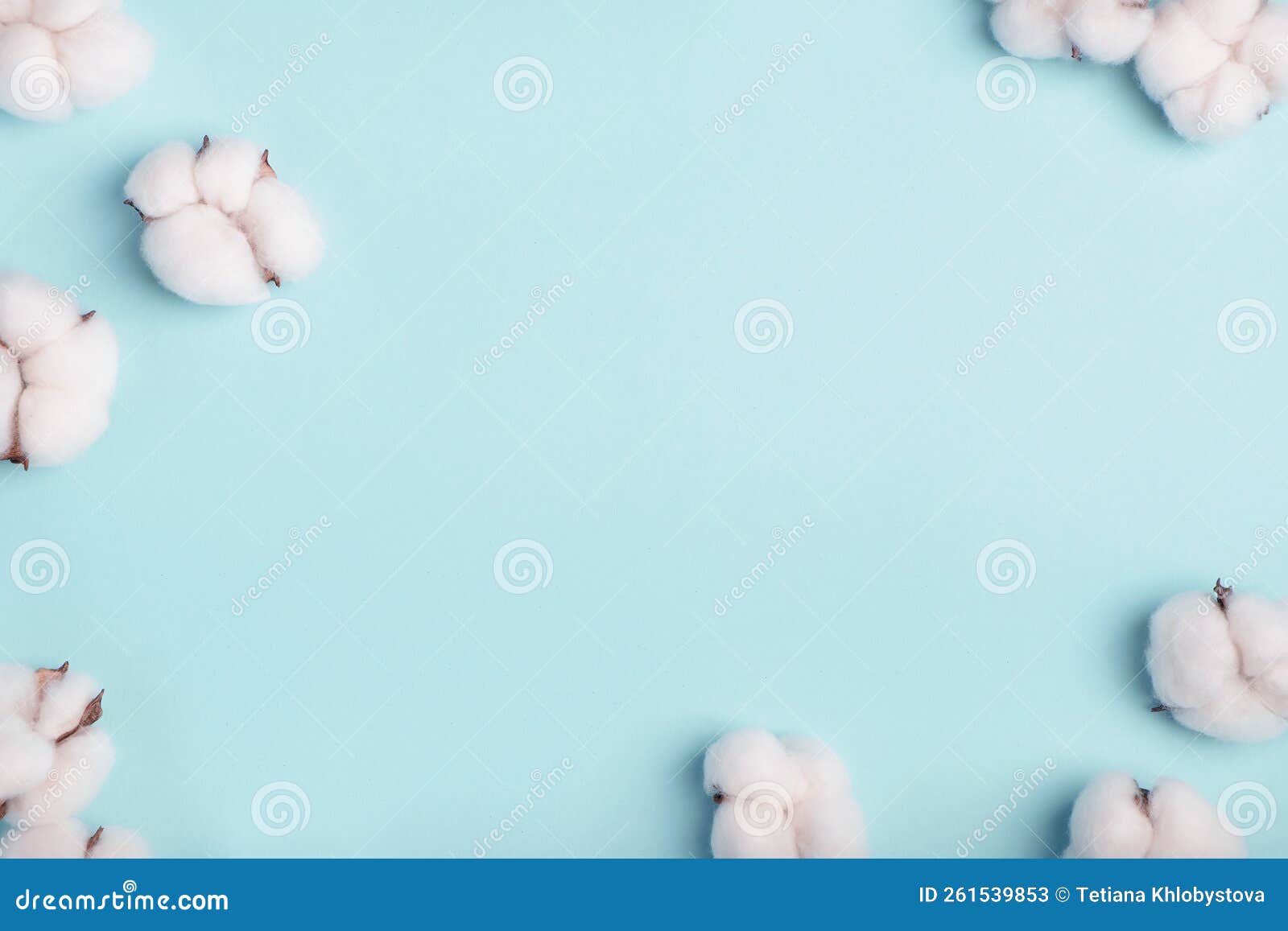 Cotton Bolls on a Blue Background. Flat Lay Stock Image - Image of ball ...