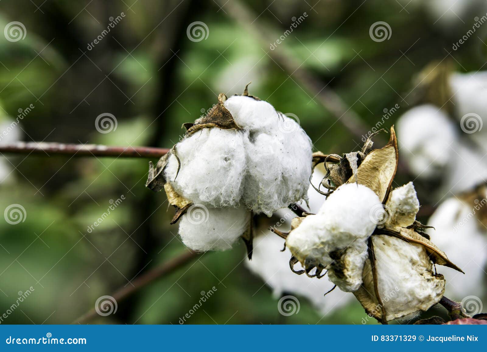 Cotton bolls on plant stock image. Image of plant, harvest - 83371329