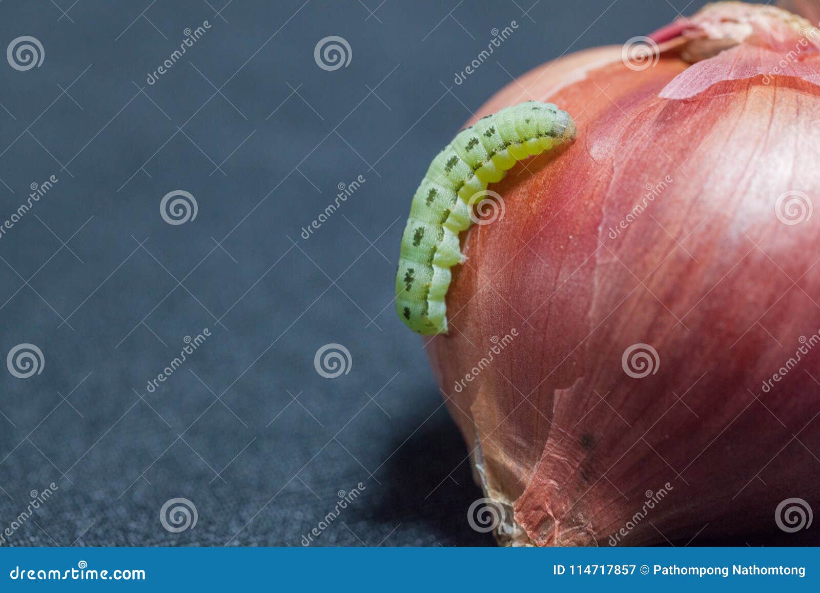 Cotton bollworm on onion stock image. Image of background - 114717857