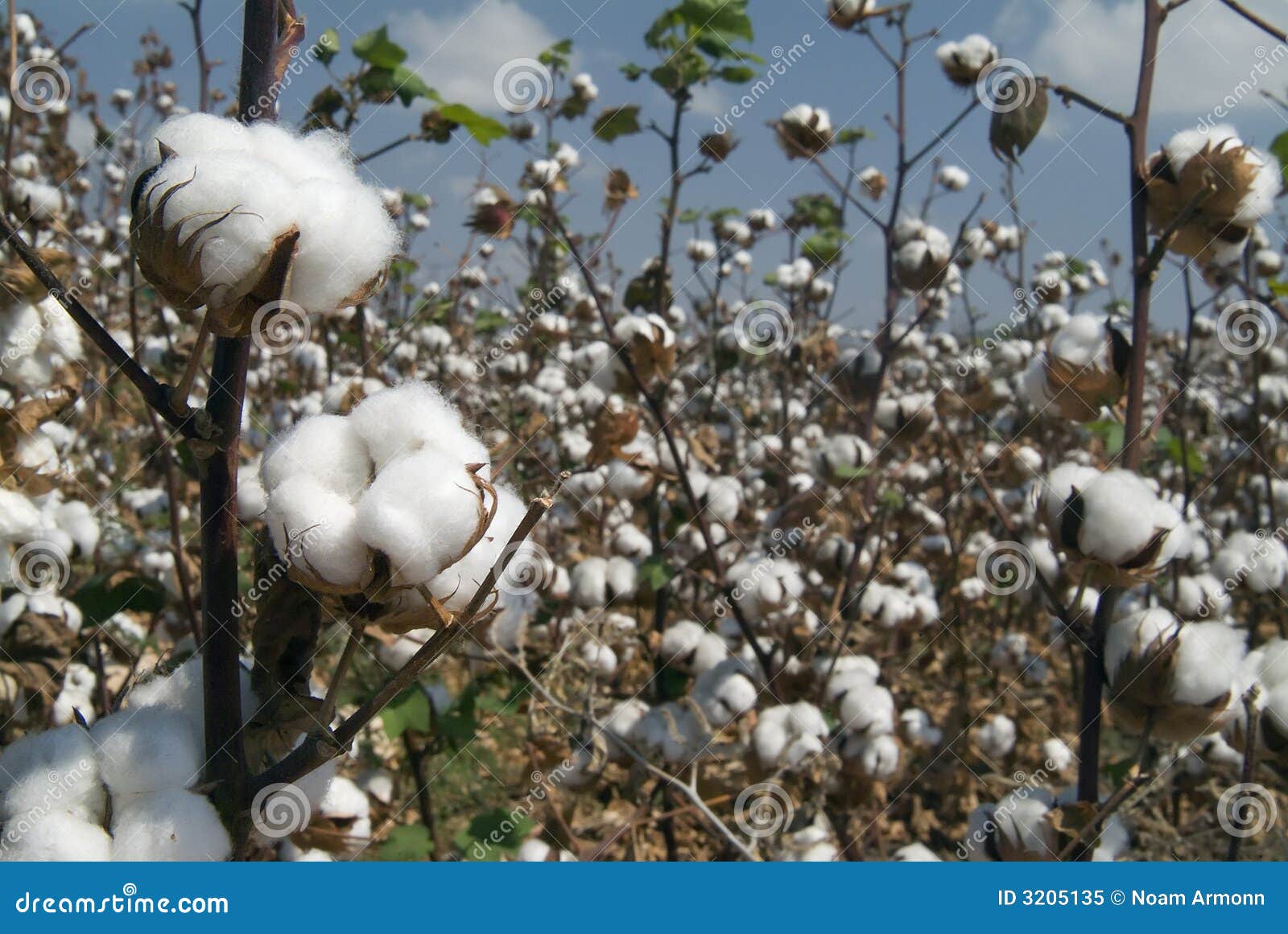 Cotton branch stock image. Image of cotton, allergy, softness - 3205135