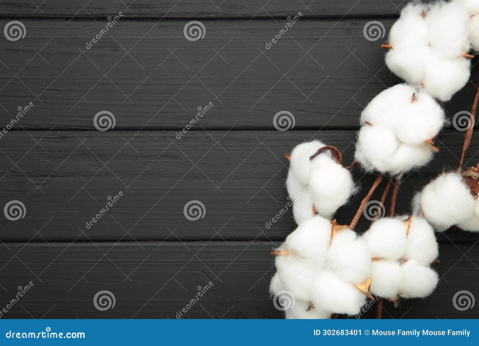 Cotton Branch on Black Background. White Cotton Flowers Stock Image ...