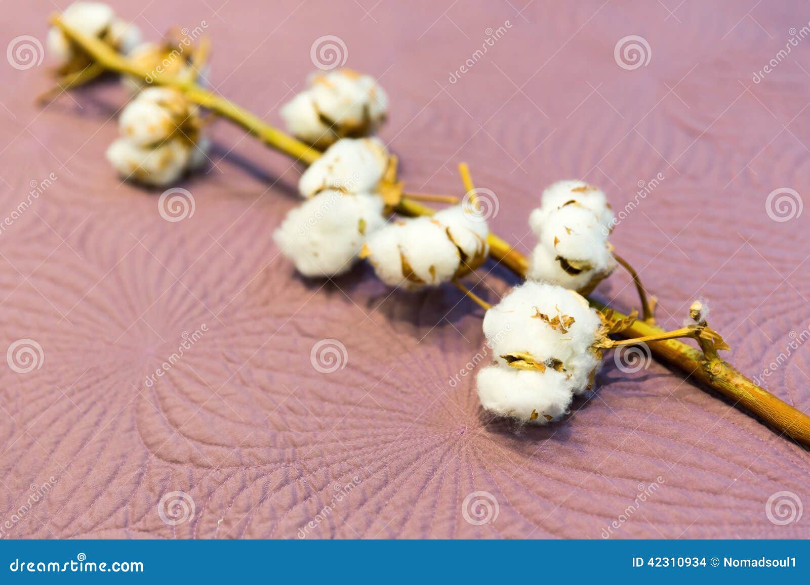 Cotton Branch Isolated on Pink Stock Photo - Image of agriculture ...