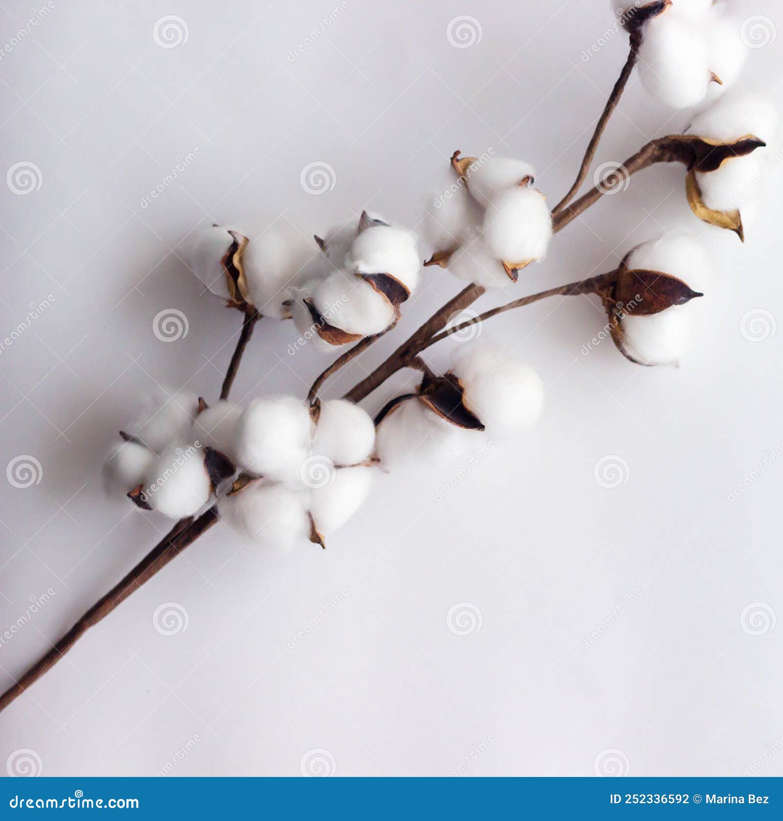 Cotton Branch Isolated on the White Background Stock Photo - Image of ...