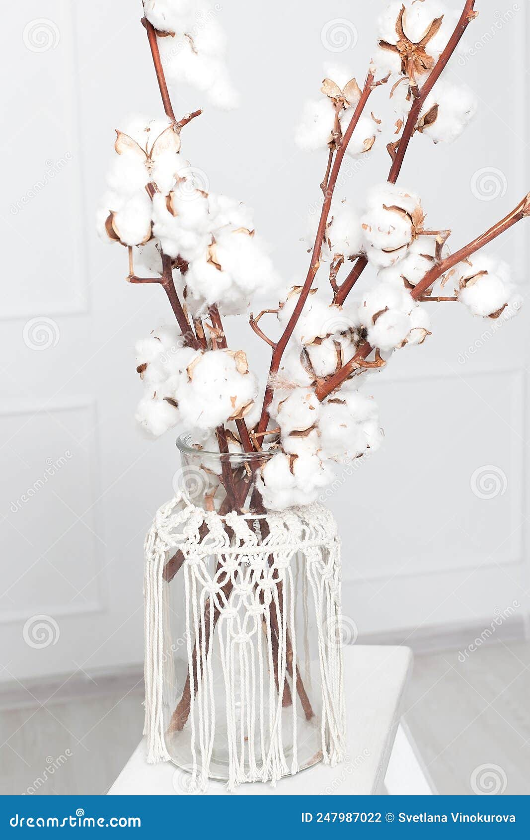 Cotton Branch Isolated on White Background. Flat Lay, Top View. Stock ...