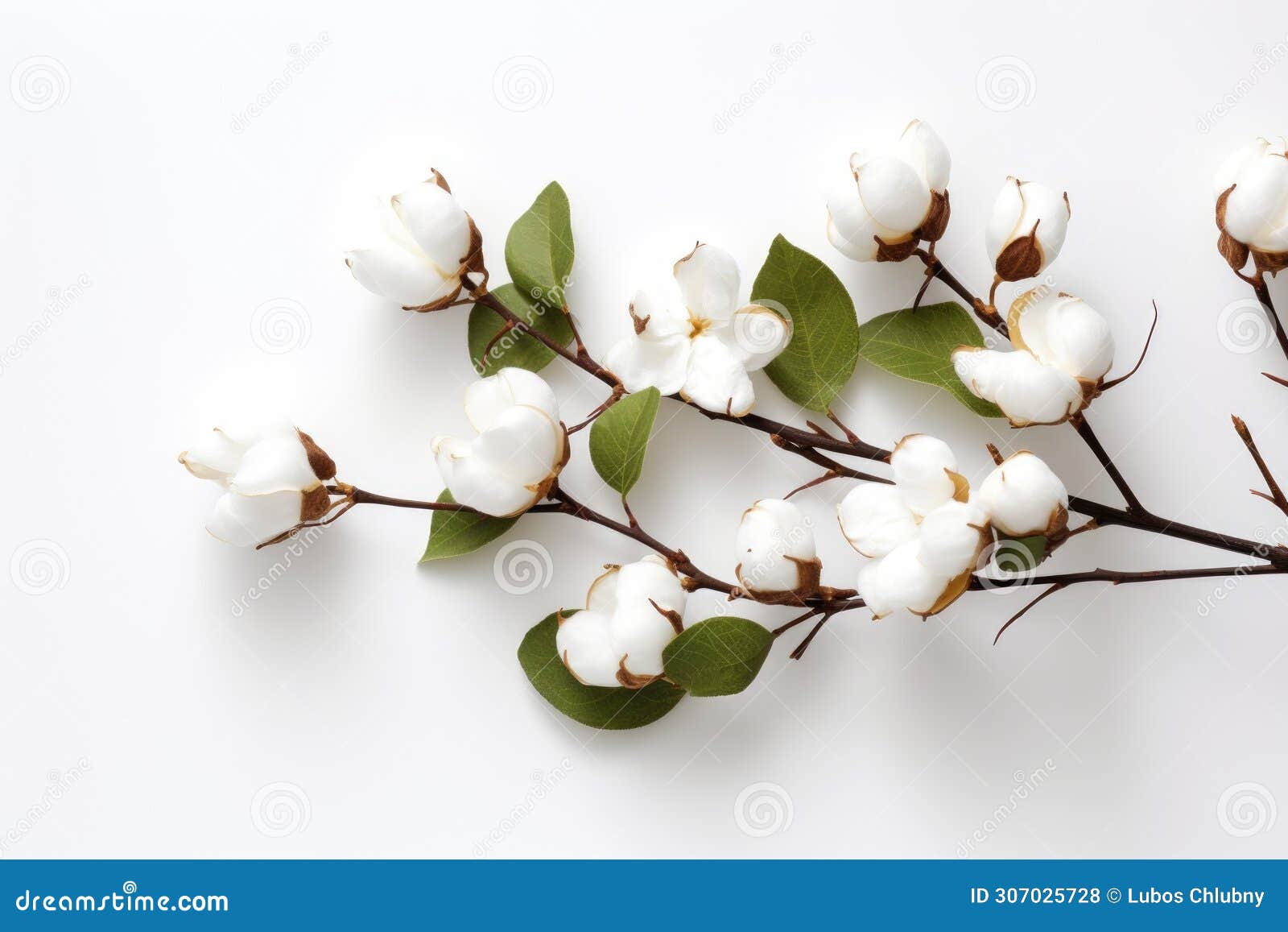 Cotton Branch Isolated on White Background. White Cotton Flowers Stock ...