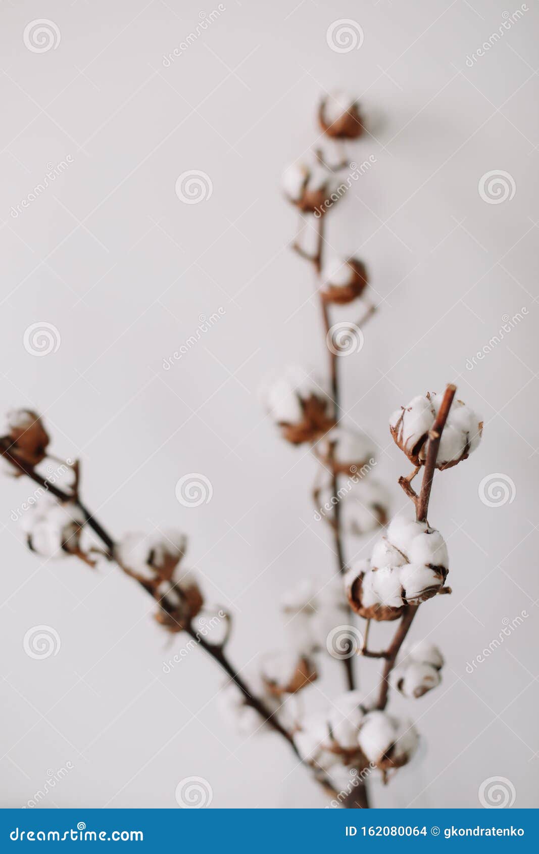Cotton Branch on White Background. Dried Fluffy Cotton Flowers, Flat ...