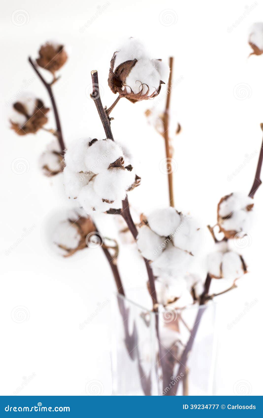 Cotton branches stock image. Image of environment, purity - 39234777
