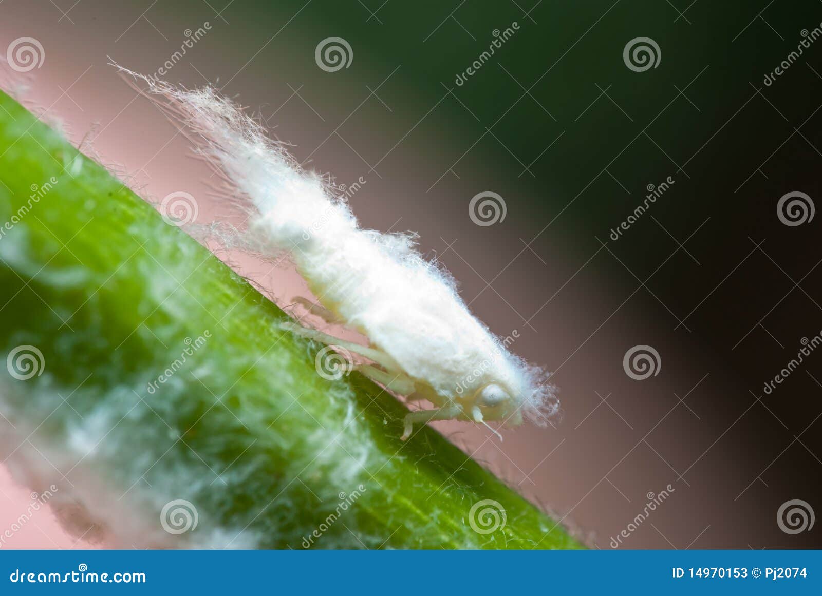 Cotton Bug stock image. Image of closeup, unique, crawly - 14970153