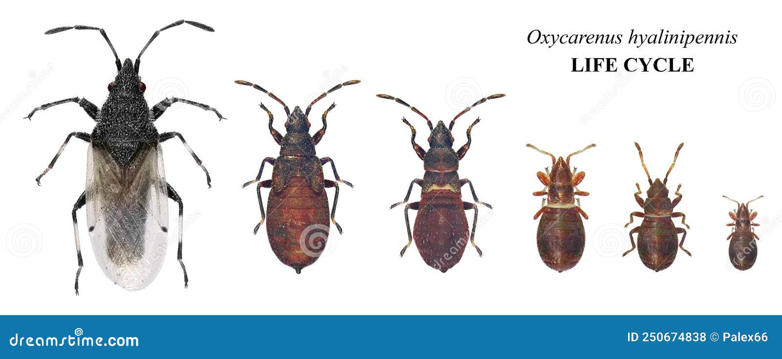 Cotton Bug or Seed Bug. Life Cycle Stock Photo - Image of instar ...