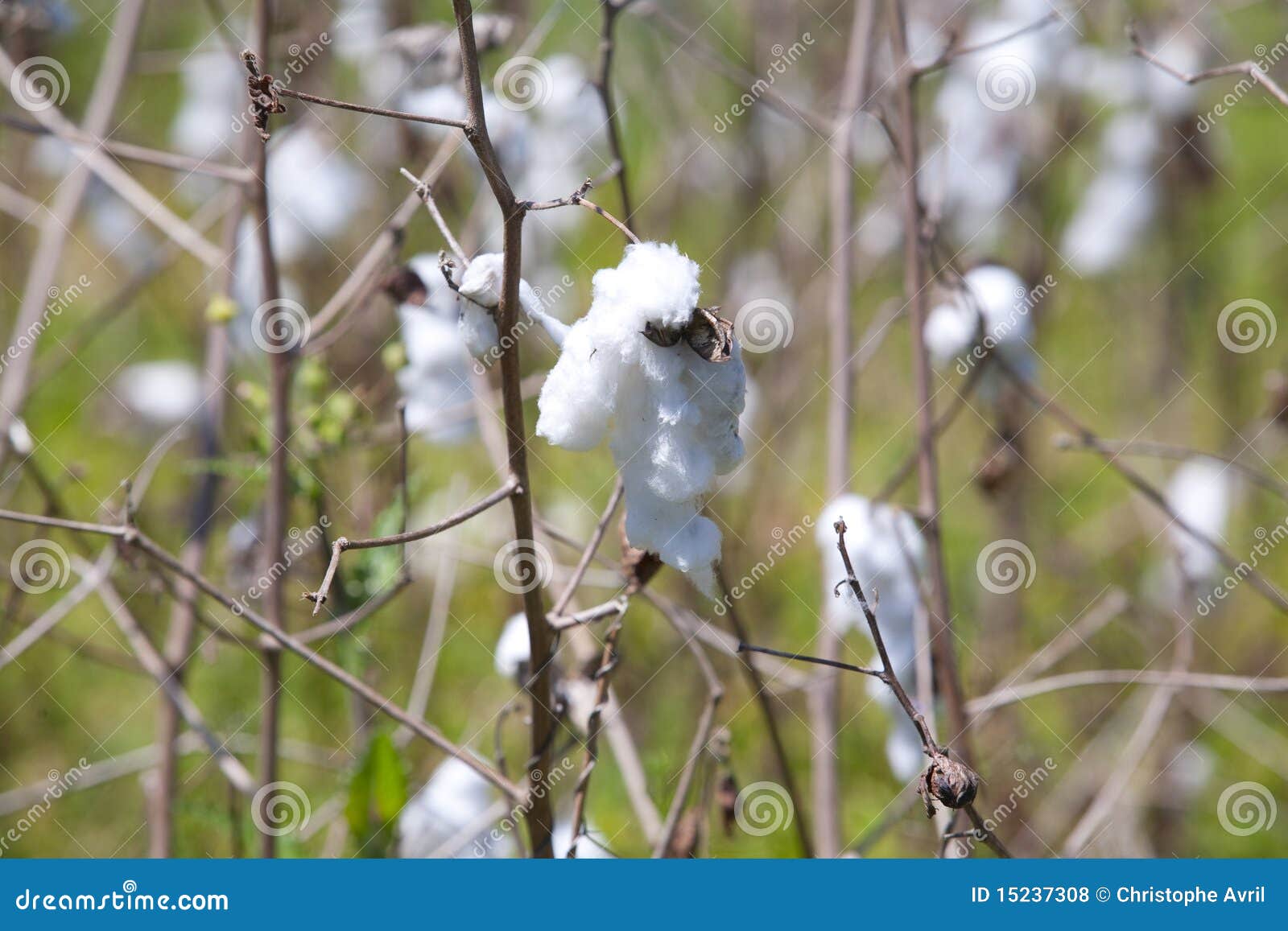 Cotton Close-Up stock photo. Image of farms, field, fiber - 15237308