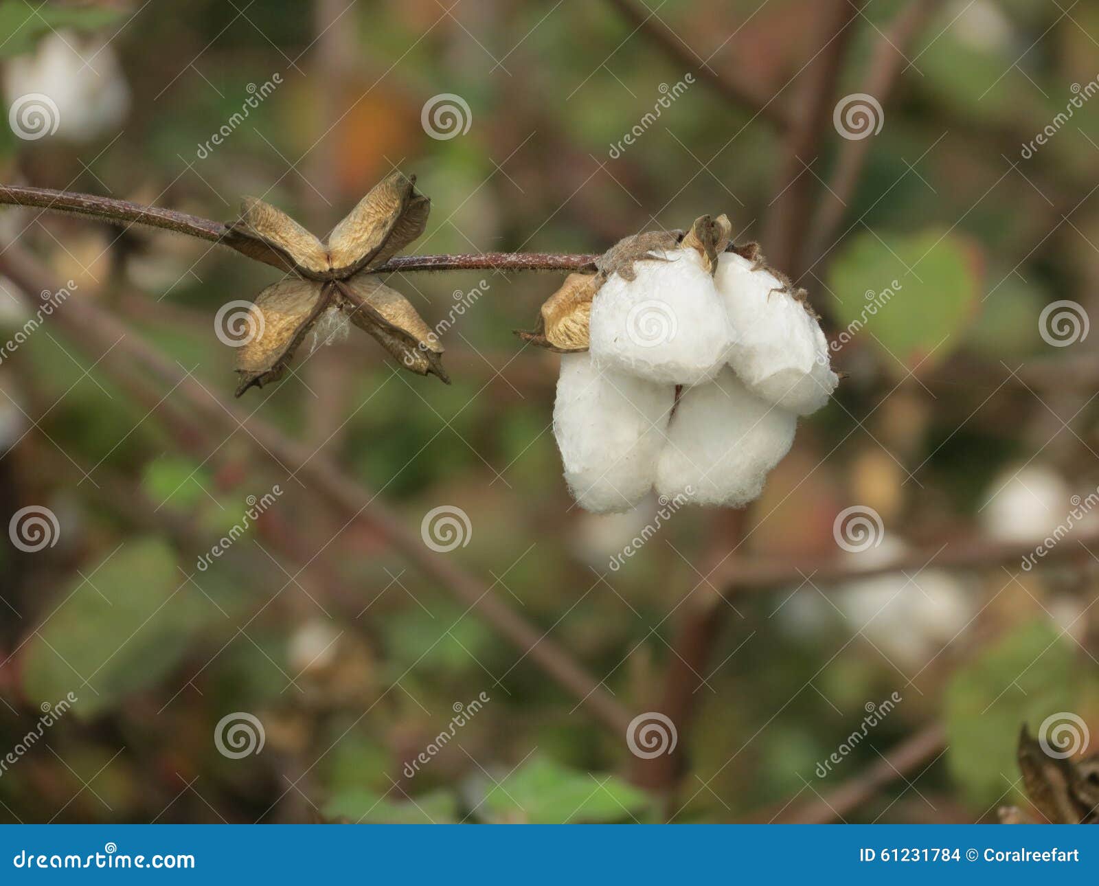 Cotton crop close up focus stock photo. Image of object - 61231784