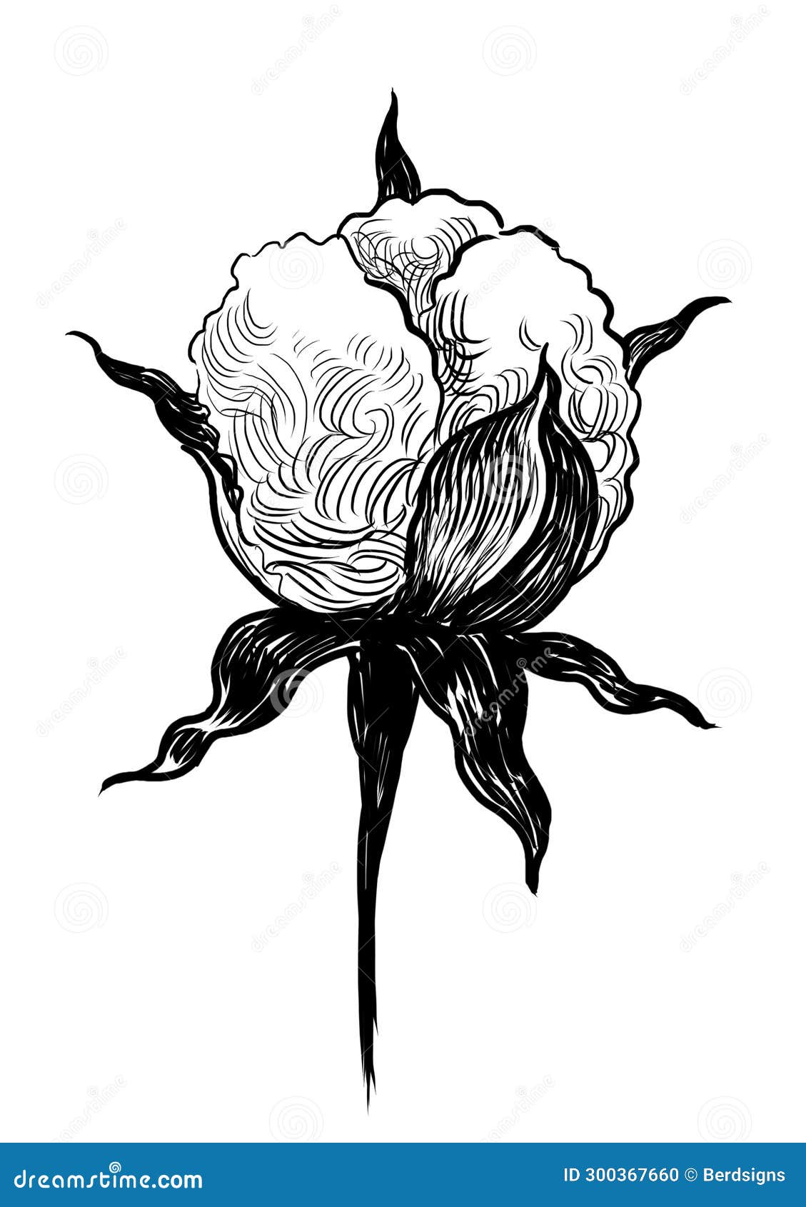 Cotton crop stock illustration. Illustration of isolated - 300367660