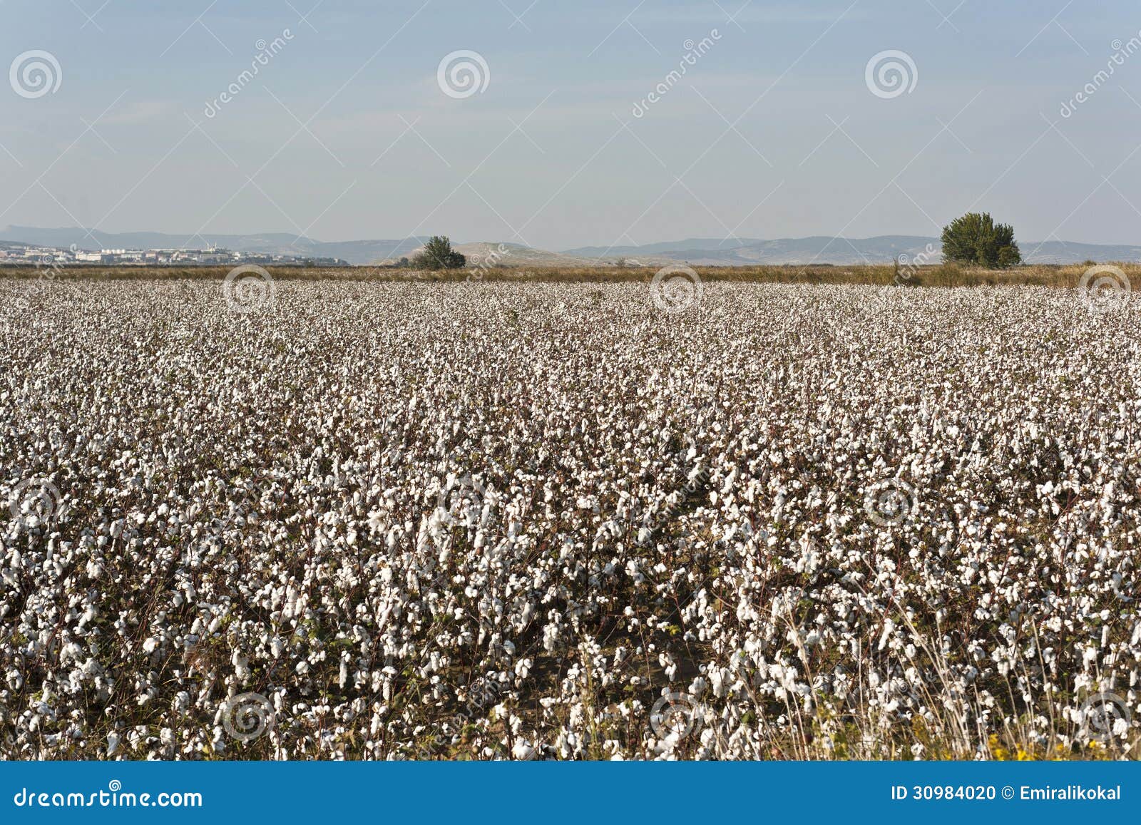 Cotton farm stock photo. Image of scenics, nature, cotton - 30984020