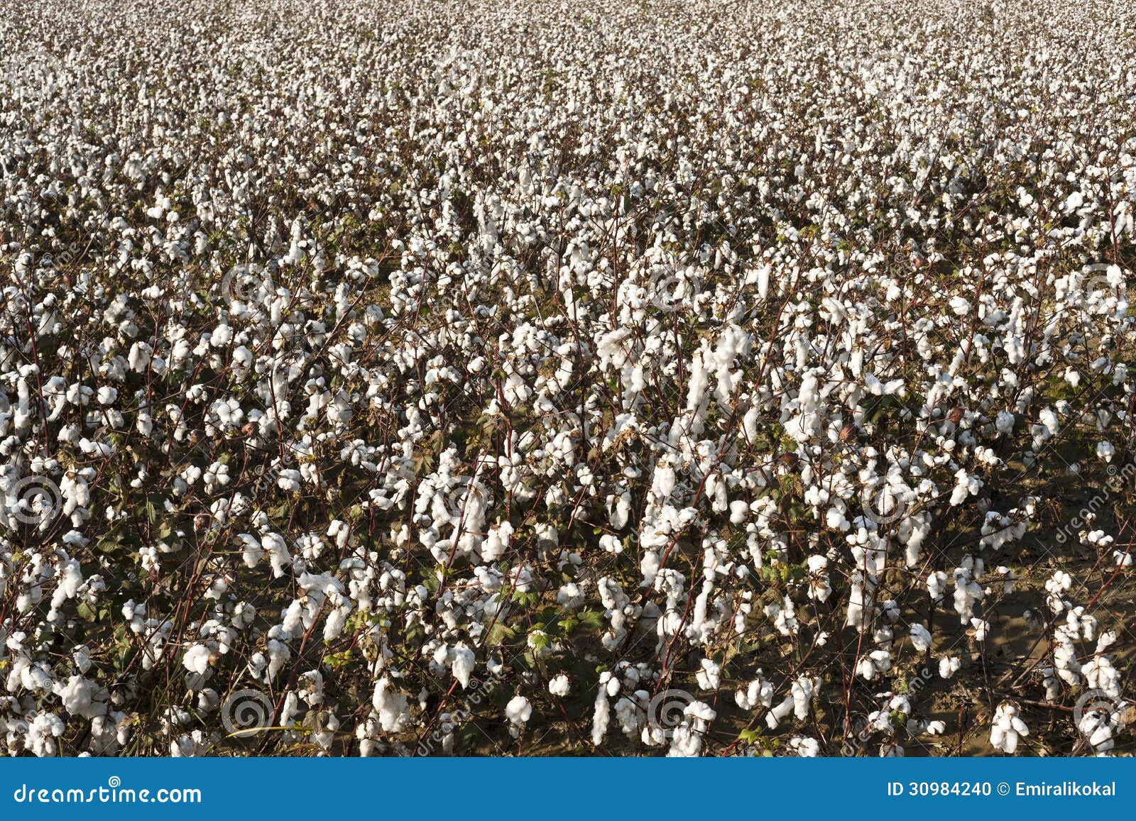 Cotton farm stock photo. Image of scenics, crop, nature - 30984240