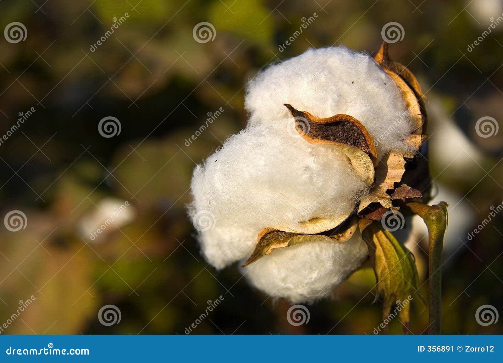 Cotton fiber stock image. Image of farmer, agriculture - 356891