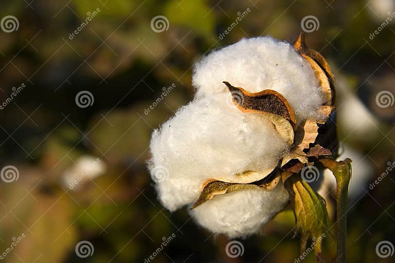 Cotton fiber stock image. Image of farmer, agriculture - 356891