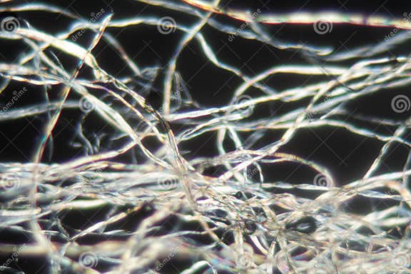 Cotton Fibers Under the Microscope Stock Image - Image of magnified ...