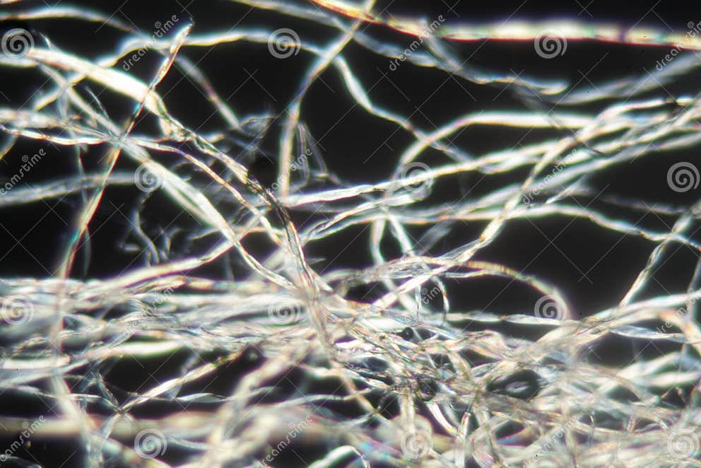 Cotton Fibers Under the Microscope Stock Image - Image of magnified ...