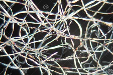 Cotton Fibers Under the Microscope Stock Image - Image of detail ...