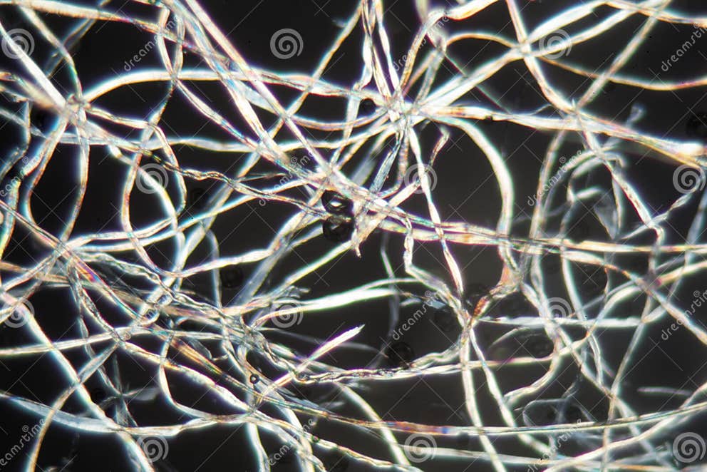 Cotton Fibers Under the Microscope Stock Image - Image of detail ...