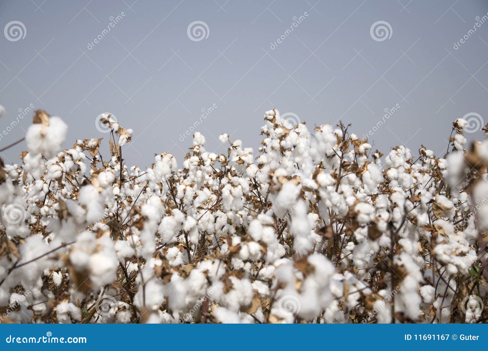Cotton field stock image. Image of cotton, farm, crop - 11691167