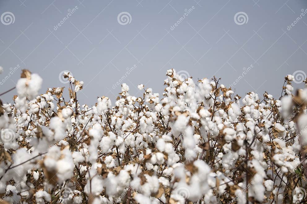 Cotton field stock image. Image of cotton, farm, crop - 11691167