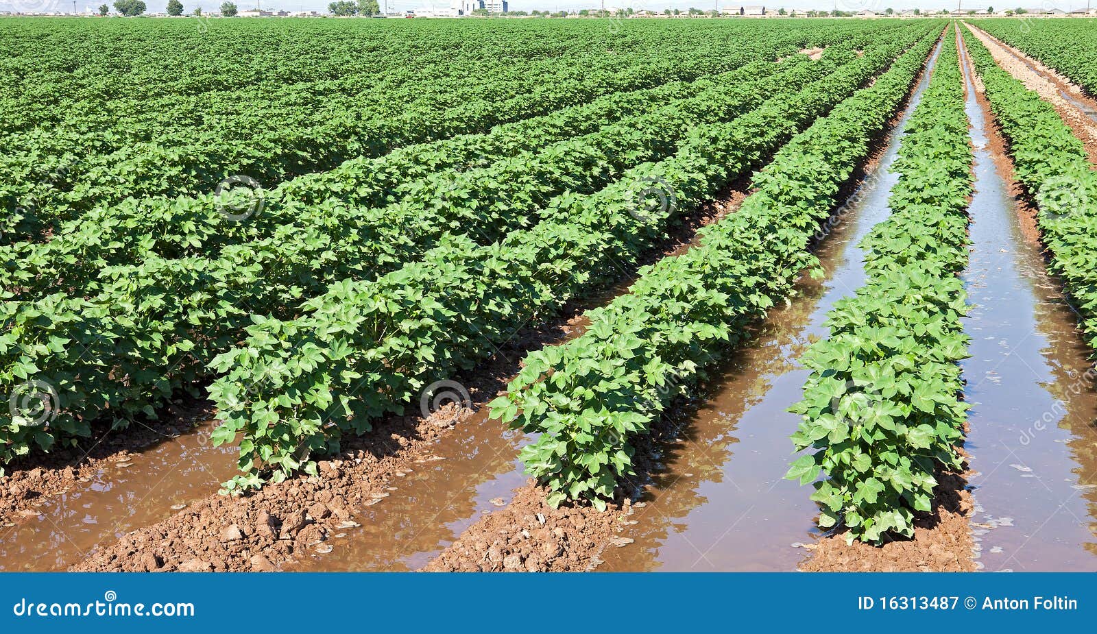 Cotton field. stock image. Image of channel, cotton, irrigation - 16313487