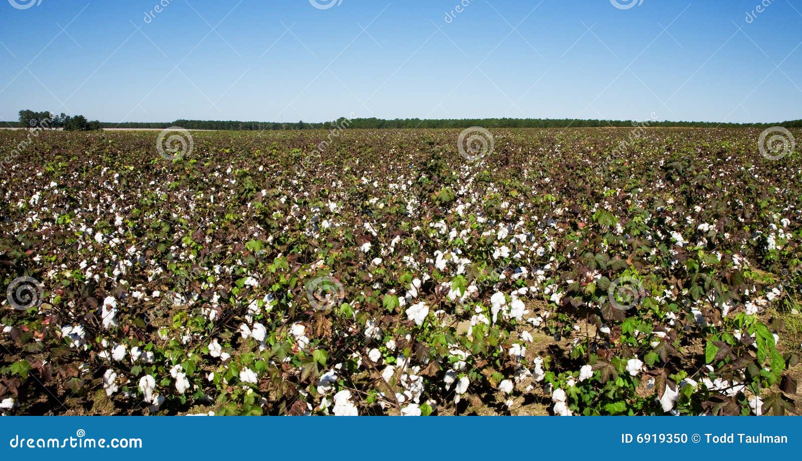 Yankee In A Southern Cotton Field | atelier-yuwa.ciao.jp