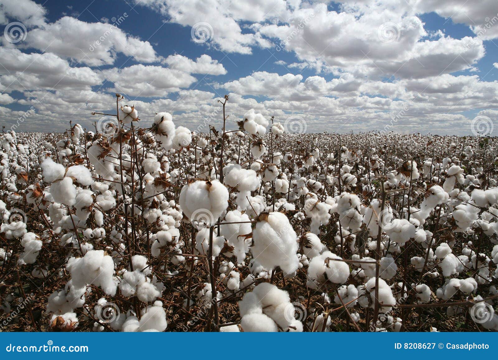 Cotton field stock image. Image of cotton, plants, plantage - 8208627