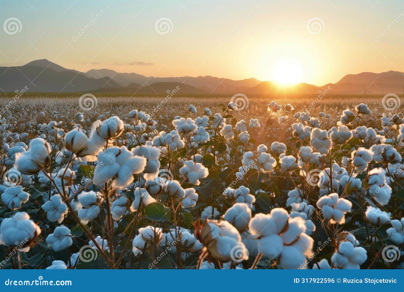 Cotton Field Ready For Harvesting Natural White Fluffy Bolls Stock ...
