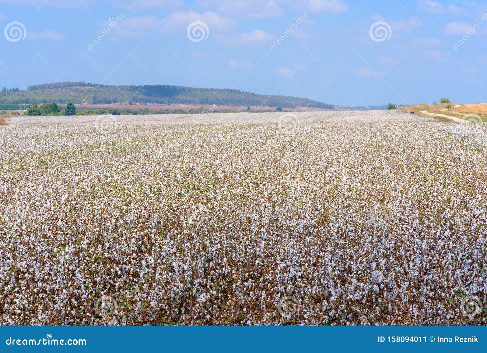 Cotton Field Background Ready for Harvest Under a Blue Sky Background ...