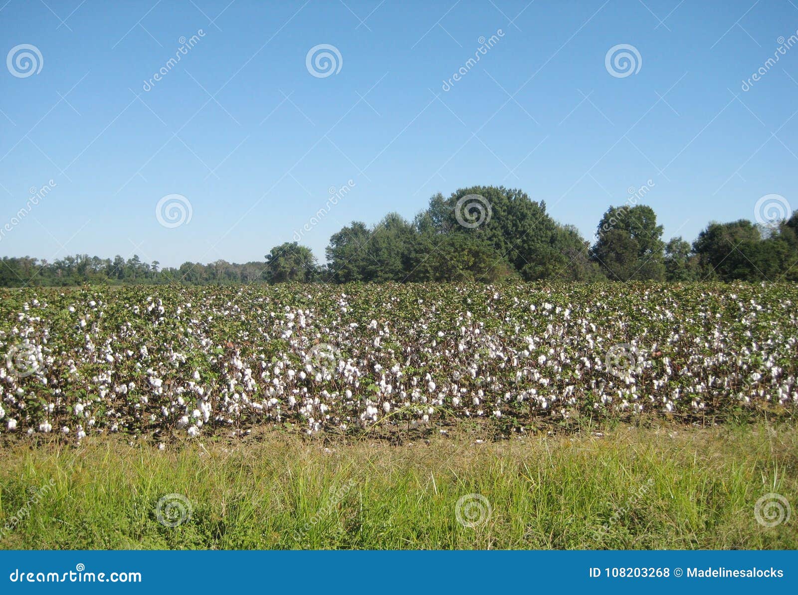 Cotton Field on a Clear Day Stock Photo - Image of foreground, blue ...