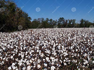 Cotton Field in Georgia stock photo. Image of plant, industry - 7957246