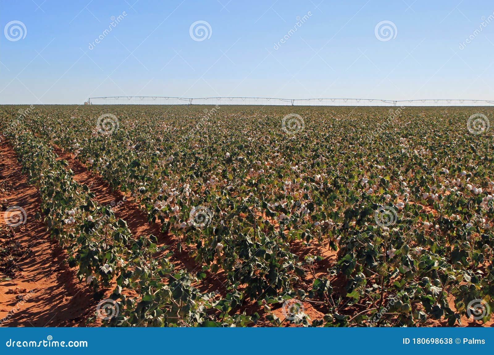 Cotton Field with Irrigation System Stock Photo - Image of tropical ...