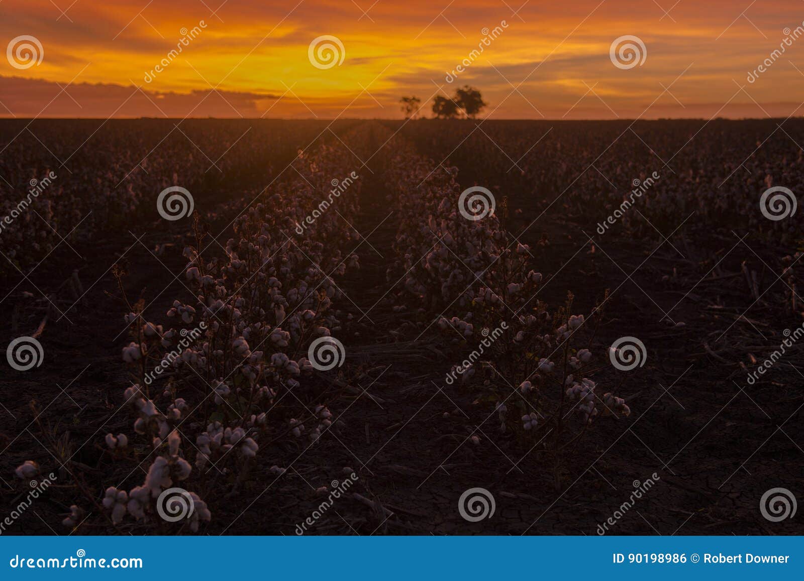 Cotton Field in Oakey, Queensland Stock Photo - Image of organic ...