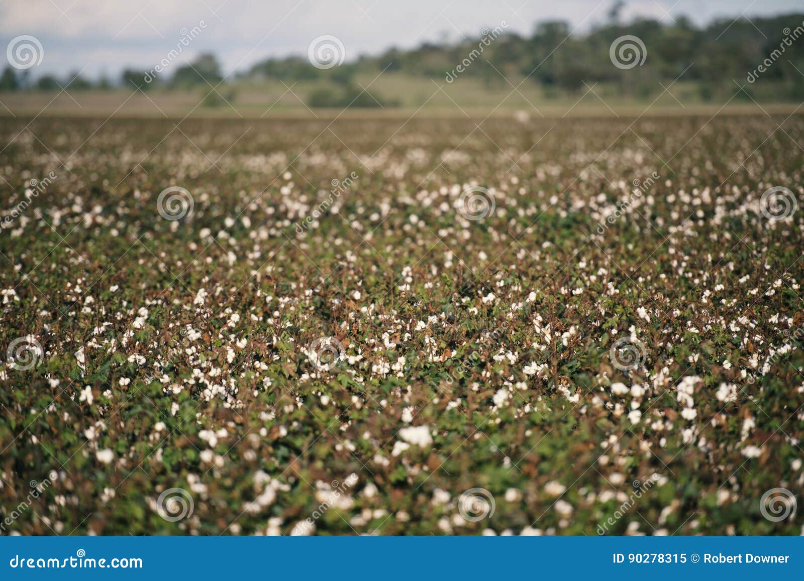 Cotton Field in Oakey, Queensland Stock Image - Image of flower, growth ...
