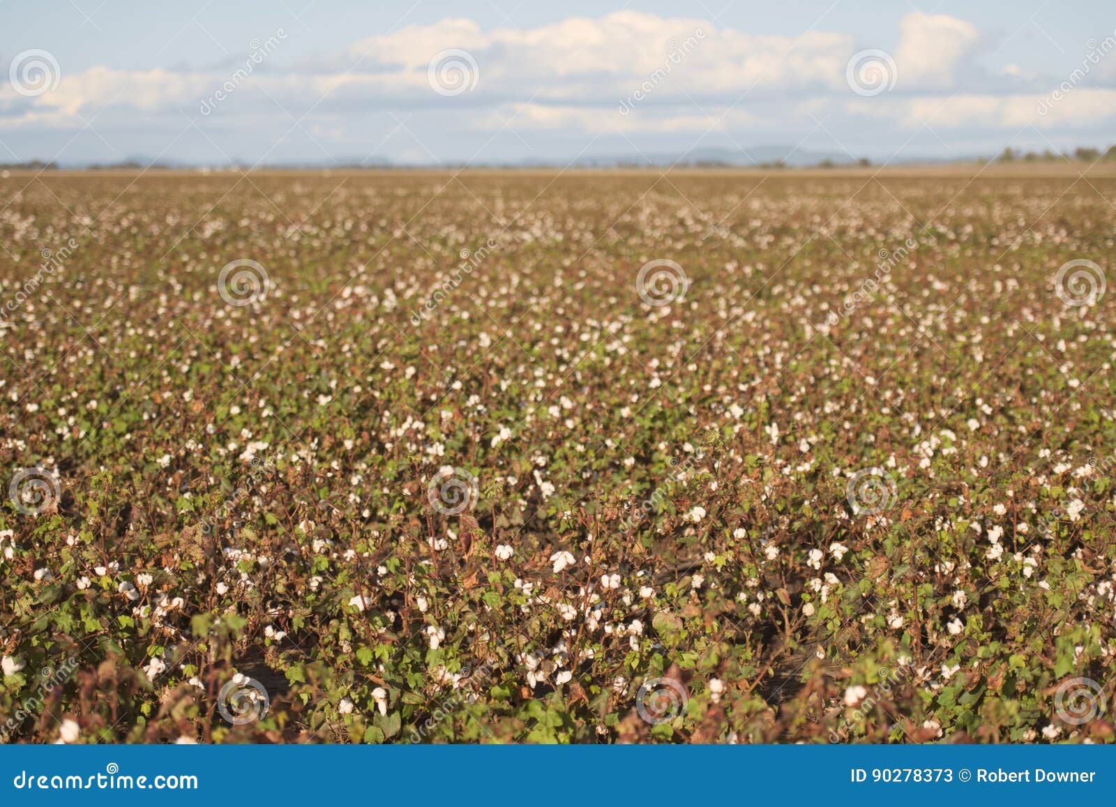 Cotton Field in Oakey, Queensland Stock Image - Image of field, seeds ...