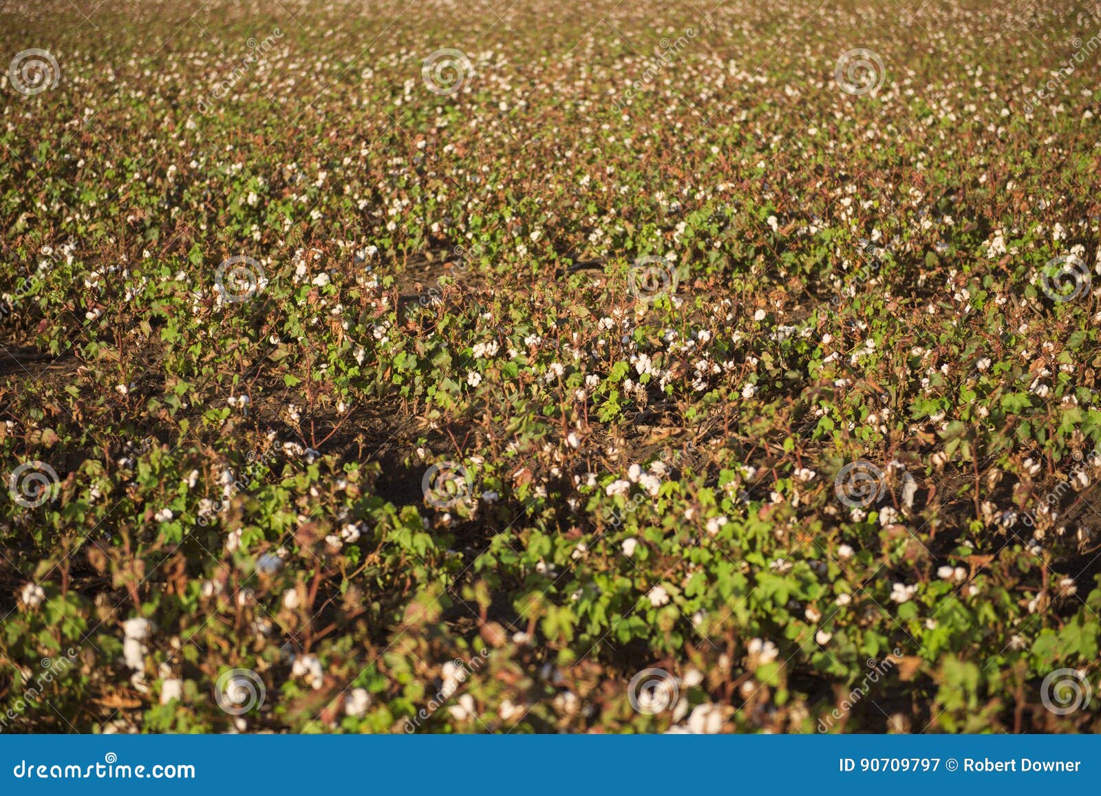 Cotton Field in Oakey, Queensland Stock Image - Image of nature, fiber ...