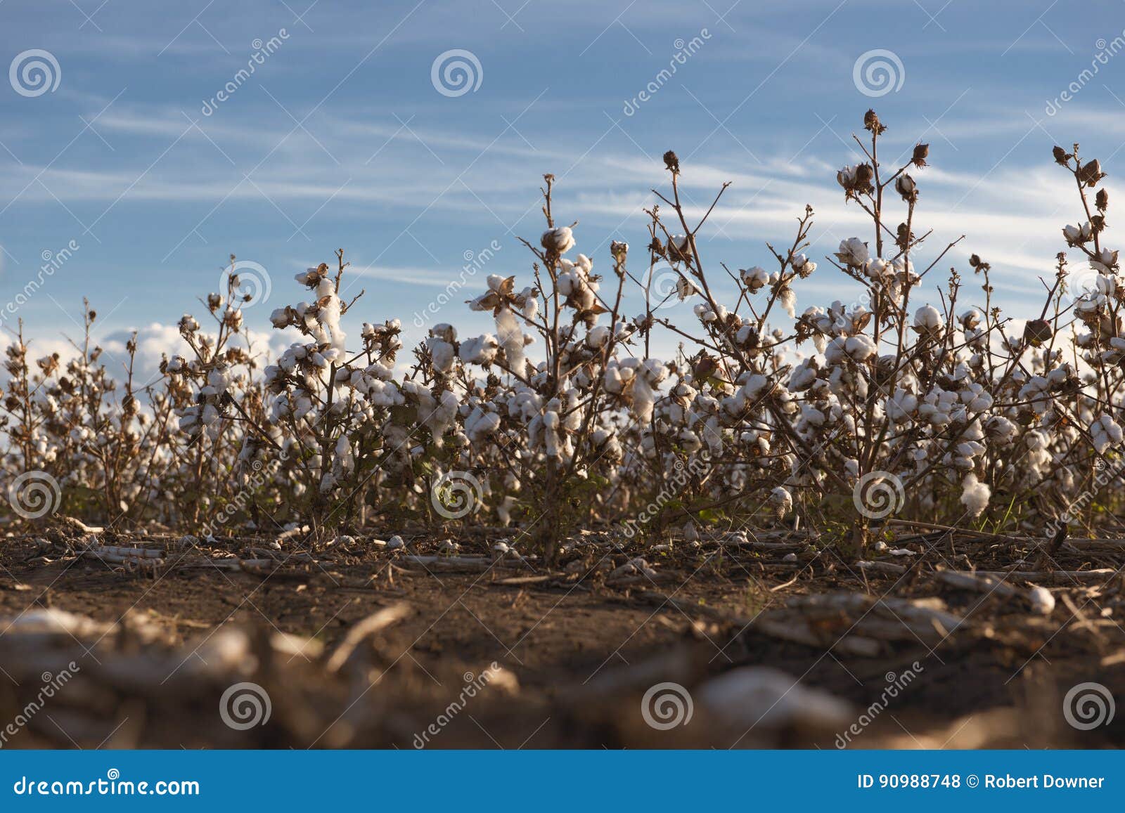 Cotton Field in Oakey, Queensland Stock Photo - Image of agriculture ...