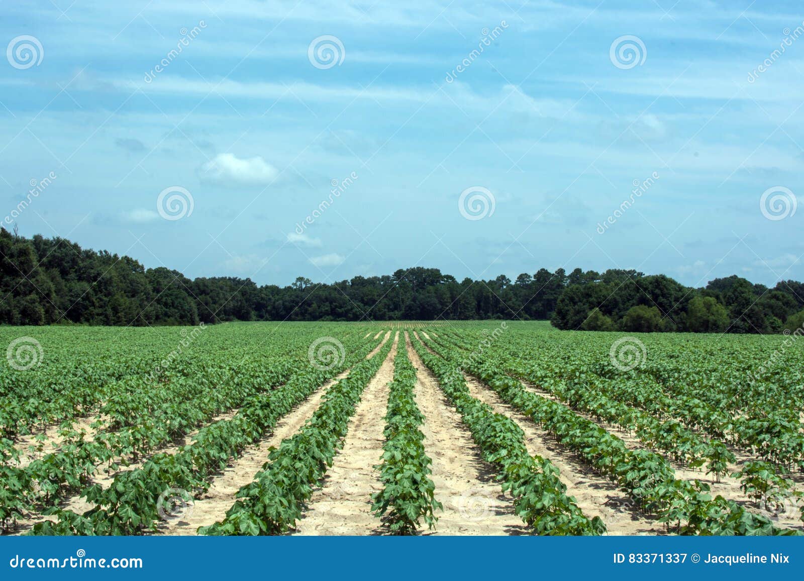 Cotton Field in Southern Georgia Stock Image - Image of soils, georgia ...