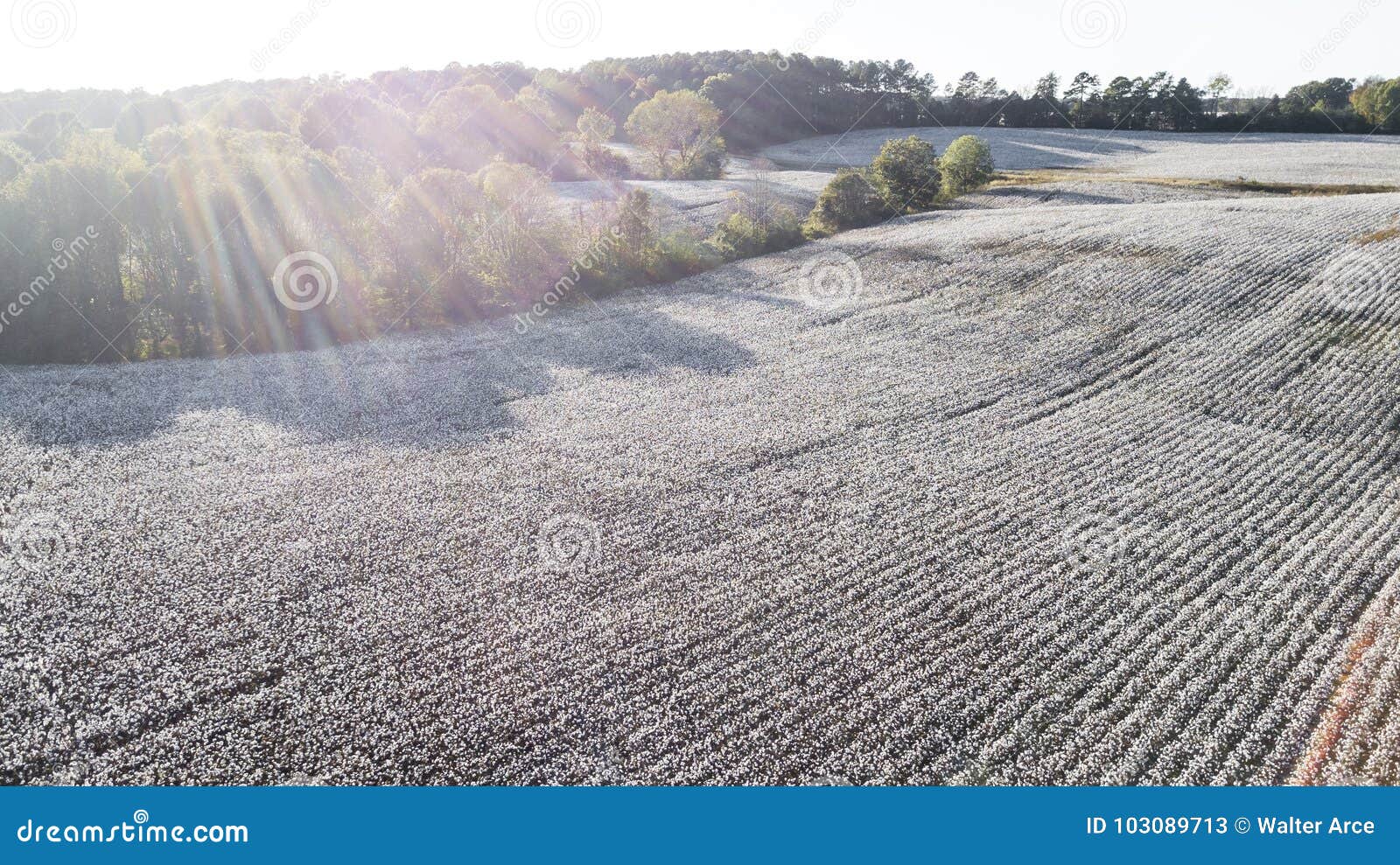 Cotton Field at Sunset stock image. Image of blossom - 103089713