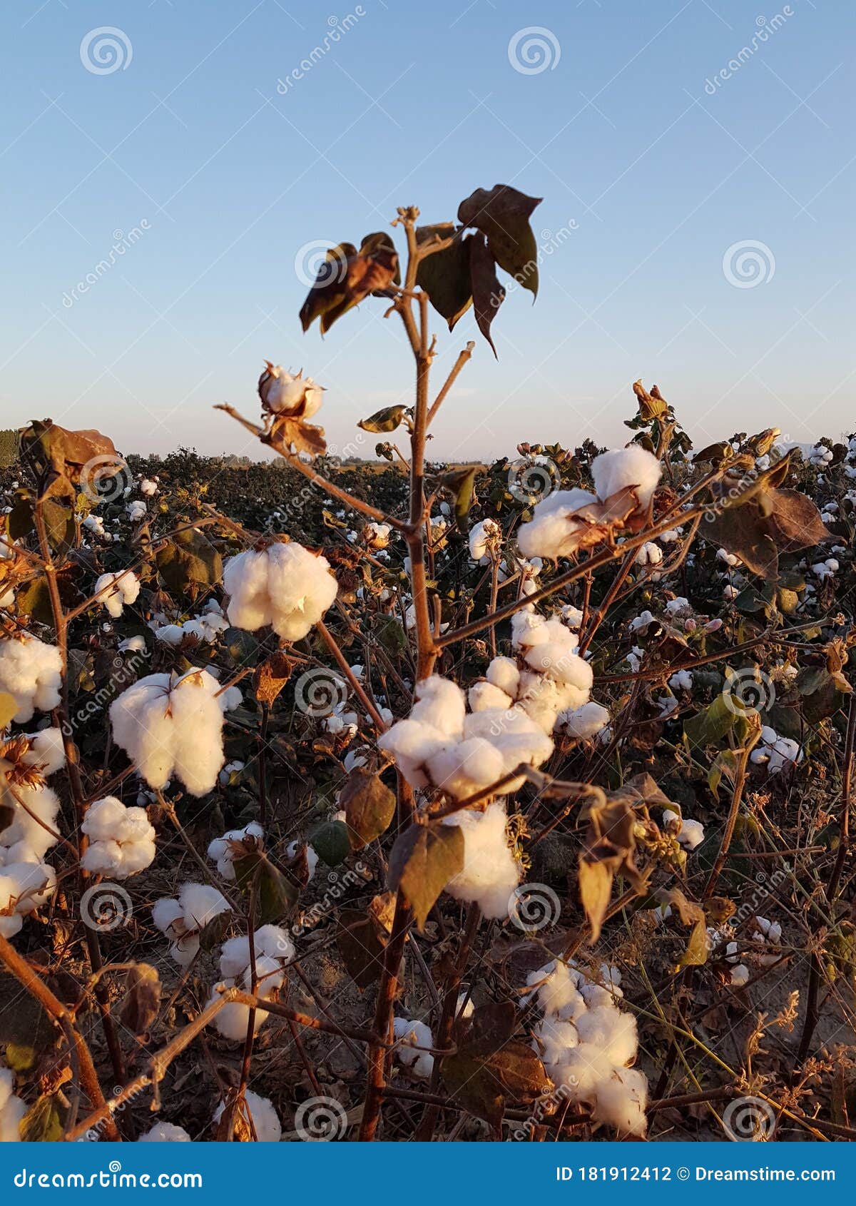 Cotton Field at Sunset without Clouds in Greece Stock Photo - Image of ...