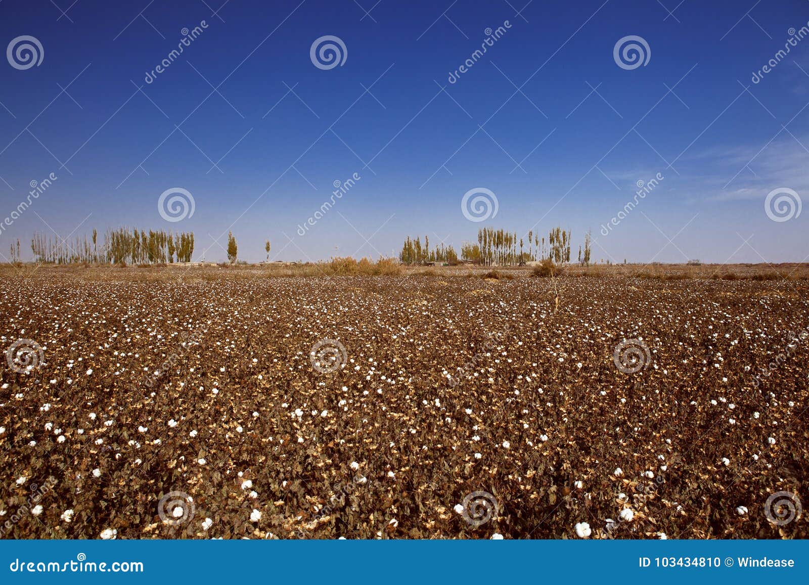 Xinjiang Cotton