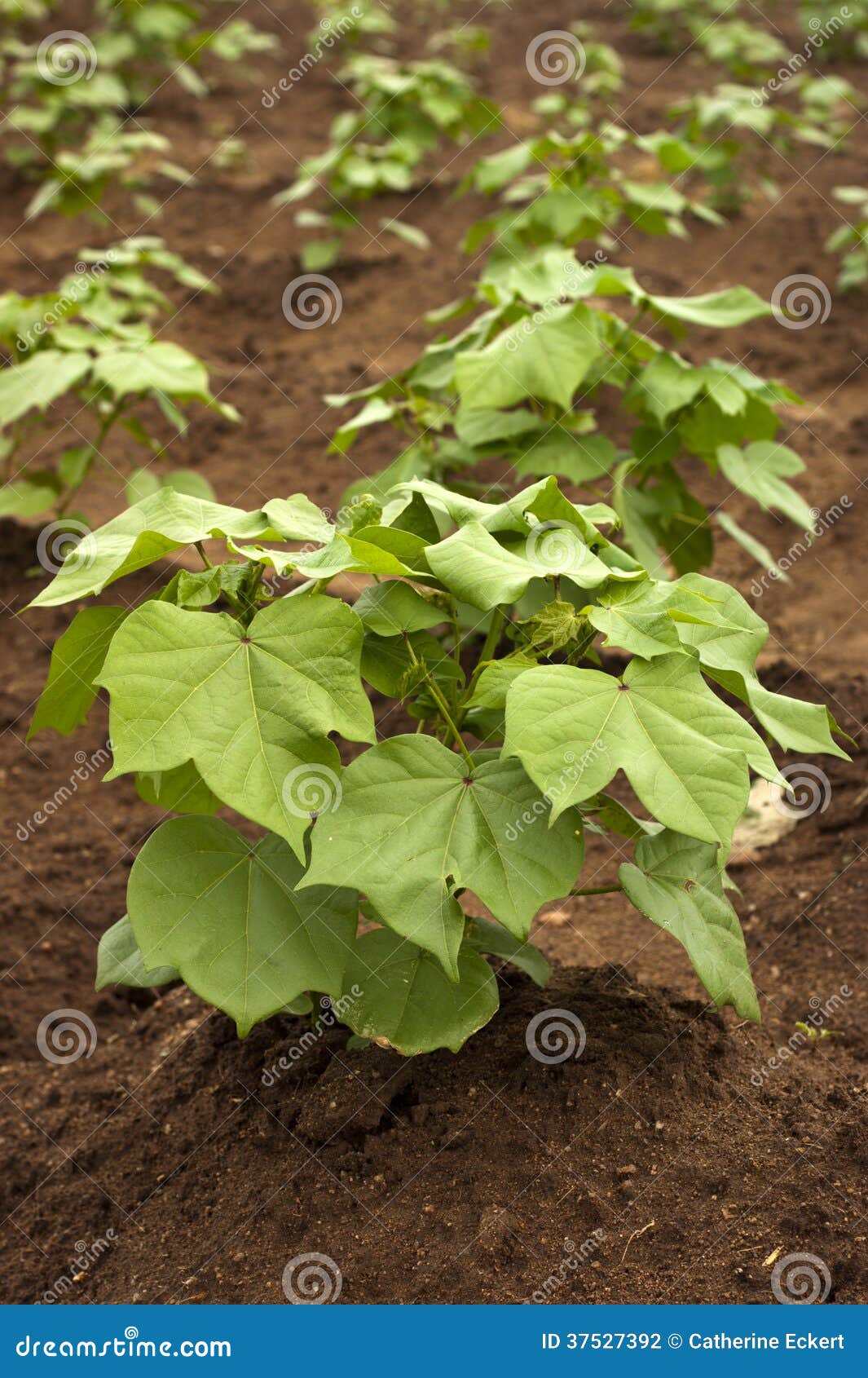 Cotton Field stock photo. Image of industry, cotton, cultivated - 37527392